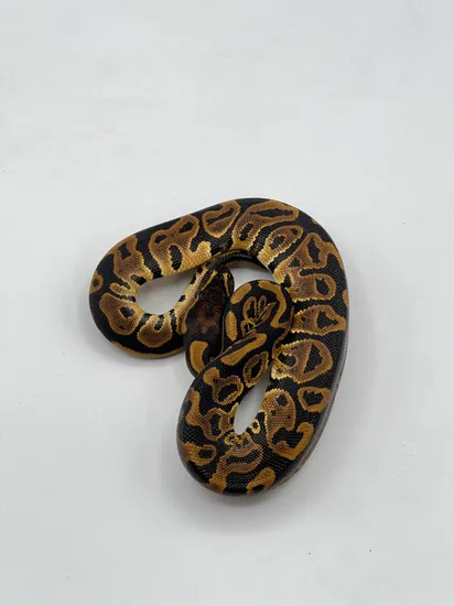 Leopard Hetari Poss Jedi Ball Python by Snakes for the Memories LLC