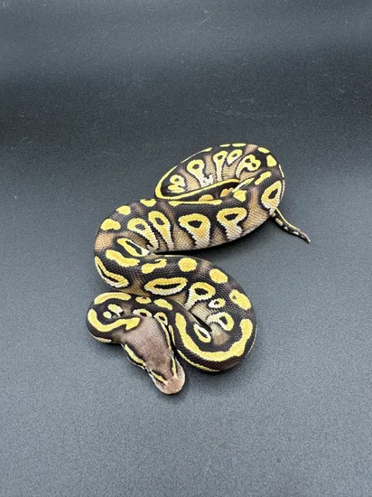 Pastel Mojave YB Ball Python by Snakes for the Memories LLC