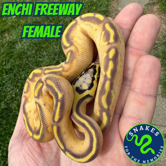 Enchi Freeway Ball Python by Snakes for the Memories LLC