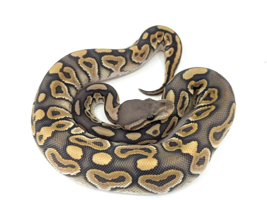 Cinnamon Ghost Ball Python by Snakes for the Memories LLC