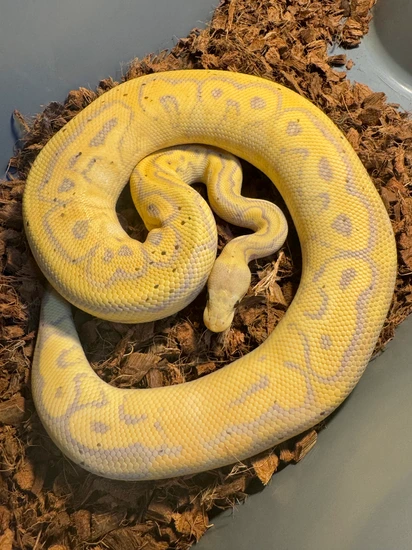 LOW RESERVE! Banana Black Pastel Clown Het Sunset Ball Python by ...