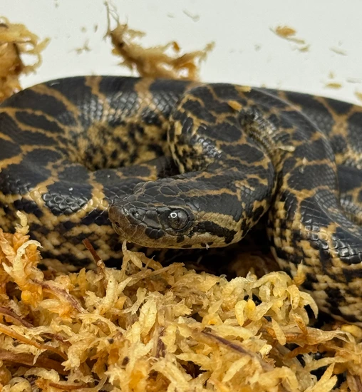 Yellow Anaconda by Mythic Pets