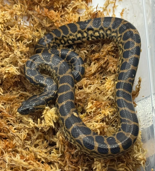 Yellow Anaconda by Mythic Pets