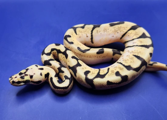 Enchi Spider Mojave Ball Python by Mythic Pets