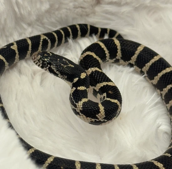 Gopher Snake Hybrid "Turboking" Hybrid Colubrid by Mythic Pets