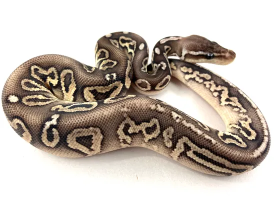 Trick Pastel Cinnamon Ball Python by SnakeWerks