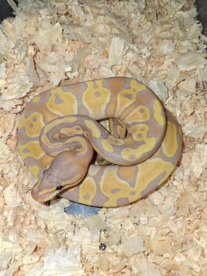 Banana Wookie Orange Dream Ball Python by The reptile Depot