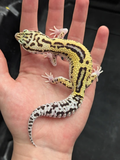 Bold Mack Snow Eclipse HX Cross Het Tremper Leopard Gecko by Sierra ...
