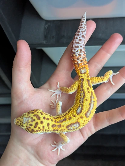Radar Leopard Gecko by Sierra Nevada Geckos