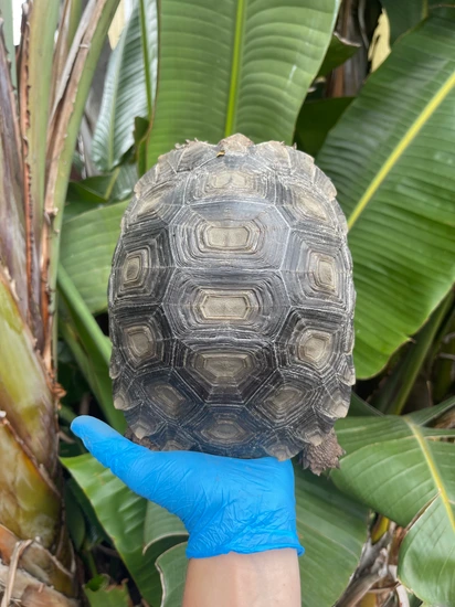 10inch Female Burmese Black Mountain Tortoise Asian Brown Tortoise by ...