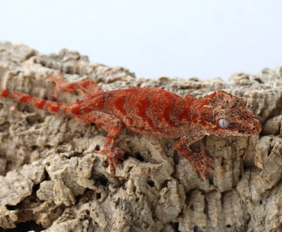 Bugs X Jewel Red Blotch Male Gargoyle Gecko by Sunshine State Serpents