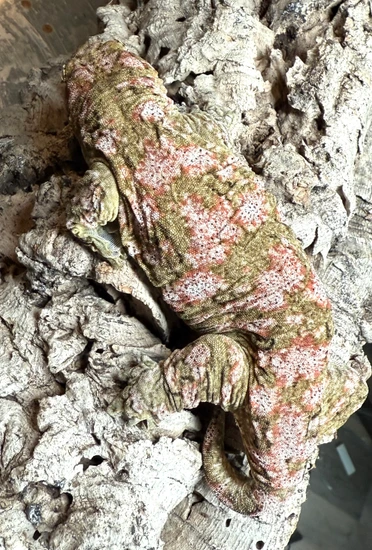 Pink Female GTmix Leachianus Gecko by Sunshine State Serpents