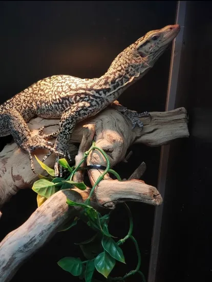 Quince Monitor Other Monitor by Reptile Makers