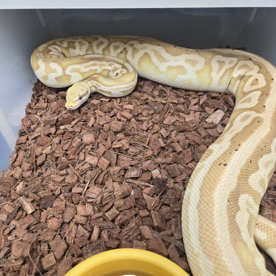 Banana Pastel Cinnamon Leopard Mystic Ball Python by Socio's Serpents