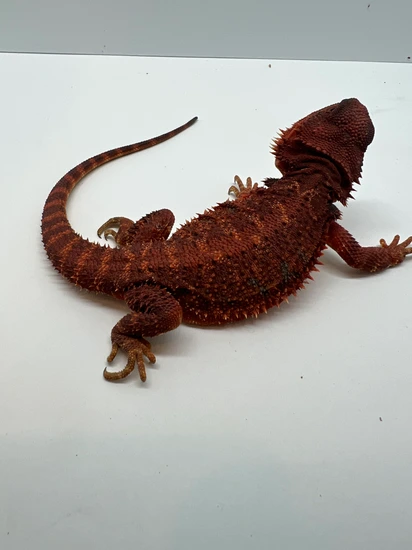 Double Het 100% Red Monster Bloodline Central Bearded Dragon by SoFlo ...