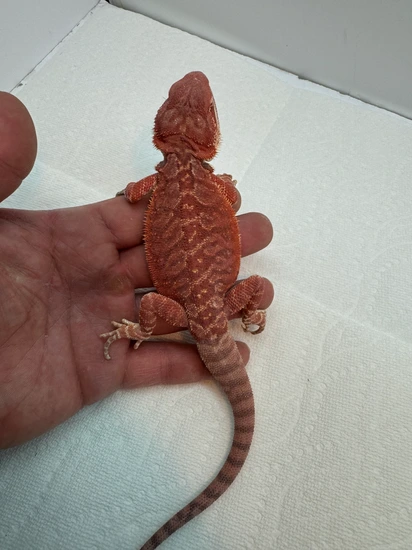 Full Spain Red Bloodline Central Bearded Dragon by SoFlo Dragons LLC