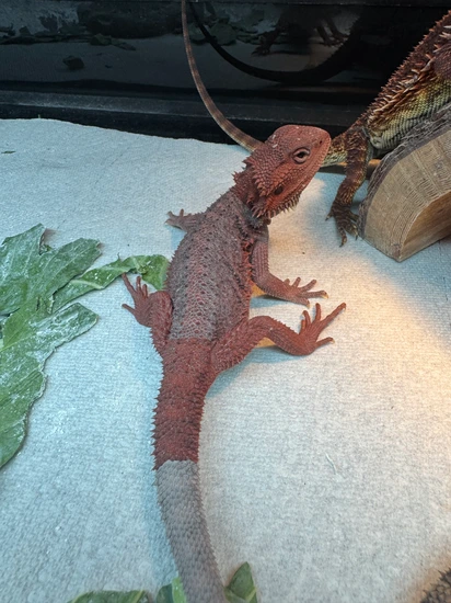 Hypotrans Red Monster Central Bearded Dragon by SoFlo Dragons LLC