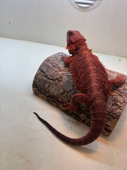 Double Het Red Monster Proven Breeder Female Central Bearded Dragon by ...