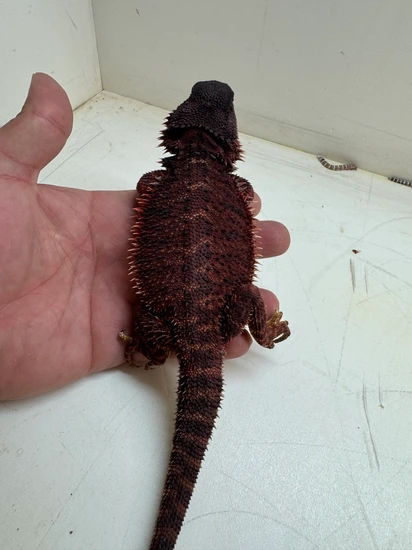 Double Het Holdback Quality Male Central Bearded Dragon by SoFlo ...