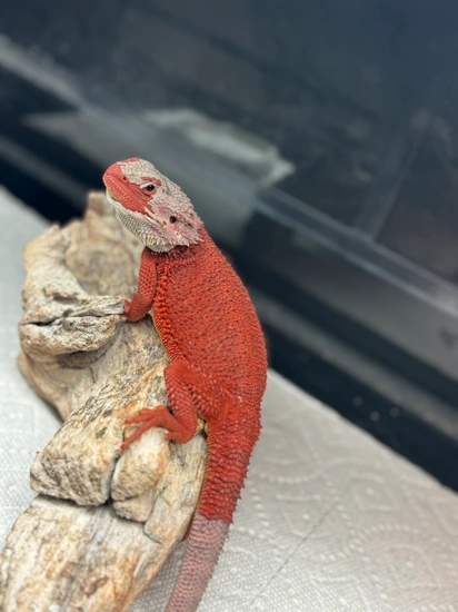 Hypotrans Red Monster Perfect Saturation Central Bearded Dragon by ...