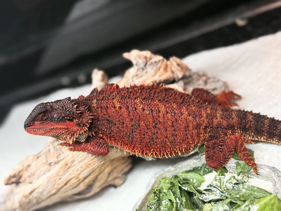 Holdback Release Double Het Central Bearded Dragon by SoFlo Dragons LLC