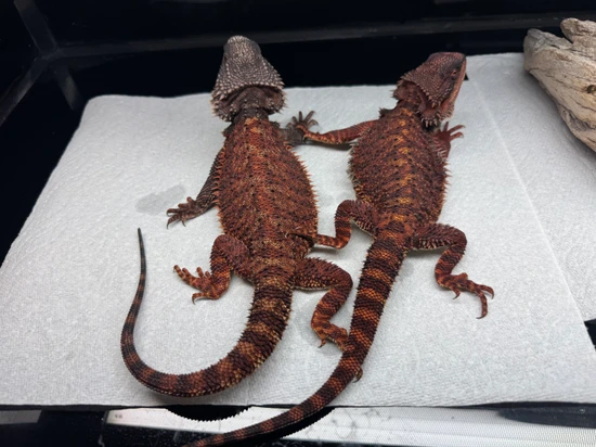 Double Het Red Monster Central Bearded Dragon by SoFlo Dragons LLC