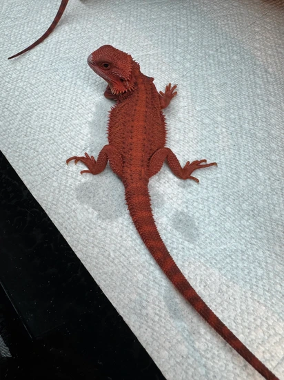 Hypotrans True Red Dragon Central Bearded Dragon by SoFlo Dragons LLC