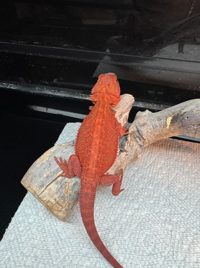 Hypotrans True Red Dragon Central Bearded Dragon by SoFlo Dragons LLC
