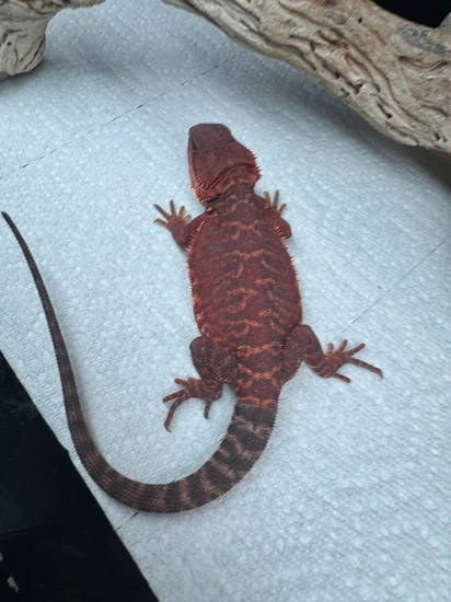 Double Het Tiger LB Red Monster Bloodline Central Bearded Dragon by ...