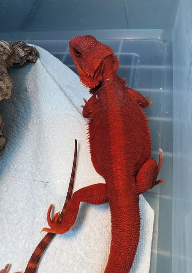 Hypotrans Red Monster Bloodline Central Bearded Dragon by SoFlo Dragons LLC