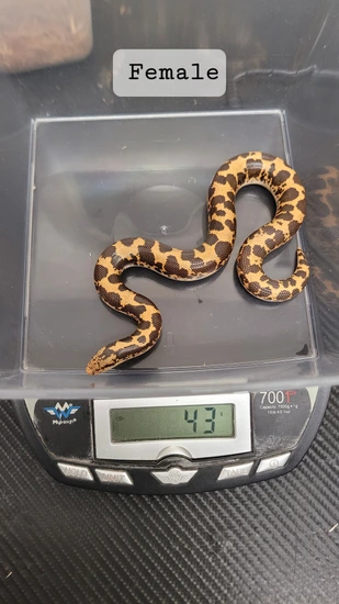 Normal Kenyan Sand Boa by Soflo Sand Boas