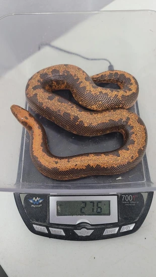 Normal Het Paint Kenyan Sand Boa by Soflo Sand Boas