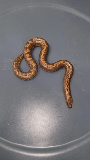 Normal Stripe Kenyan Sand Boa by Soflo Sand Boas