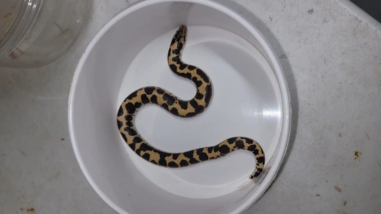 Normal Kenyan Sand Boa by Soflo Sand Boas