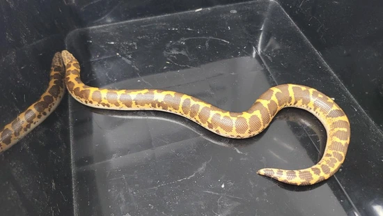 Normal Het Albino Kenyan Sand Boa by Soflo Sand Boas