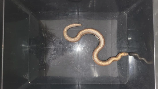 Normal Stripe Kenyan Sand Boa by Soflo Sand Boas