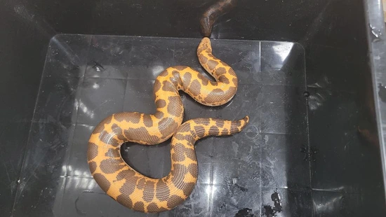 Normal Nuclear Hypo Kenyan Sand Boa by Soflo Sand Boas