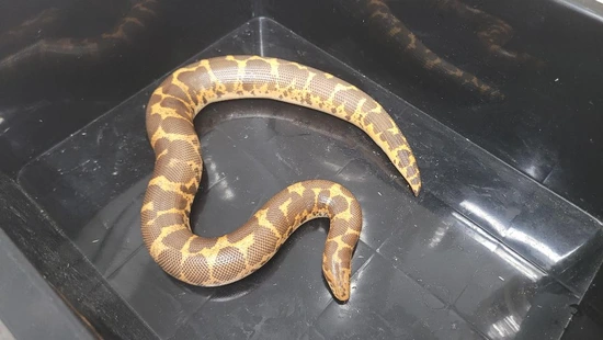 Normal Hypo Kenyan Sand Boa by Soflo Sand Boas
