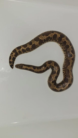 Normal Het Albino Large Female RTB Kenyan Sand Boa by Soflo Sand Boas