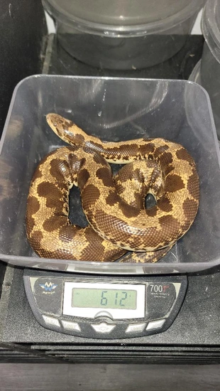 Normal HRP Large Female Proven Kenyan Sand Boa by Soflo Sand Boas