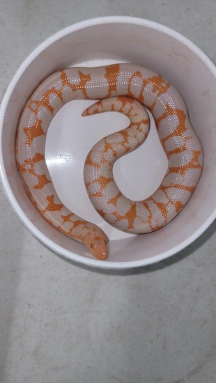 Neon RTB Kenyan Sand Boa by Soflo Sand Boas