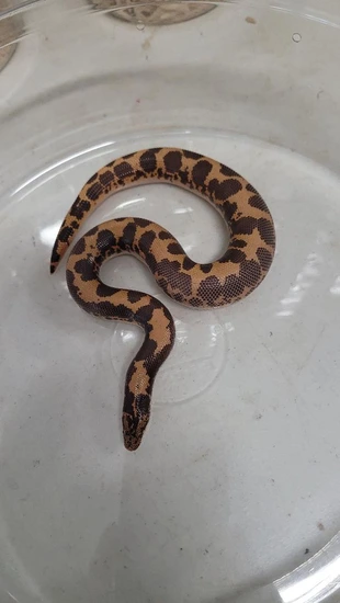 Normal Reduced Pattern Kenyan Sand Boa by Soflo Sand Boas