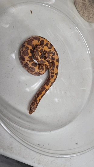 Normal Reduced Pattern Kenyan Sand Boa by Soflo Sand Boas