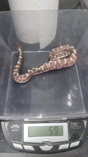Anery / Snow Calico Het Paradox Snow (White Spec) Kenyan Sand Boa by ...