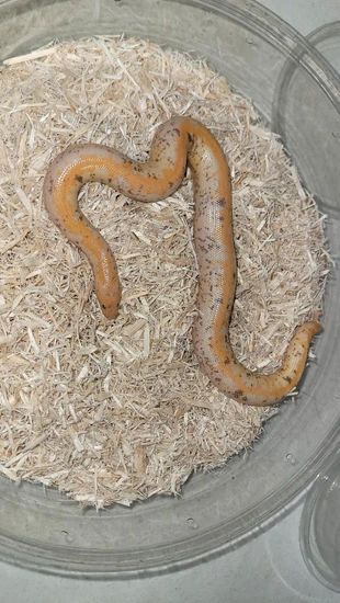 Paradox Albino Paint Het Neon Kenyan Sand Boa by Soflo Sand Boas