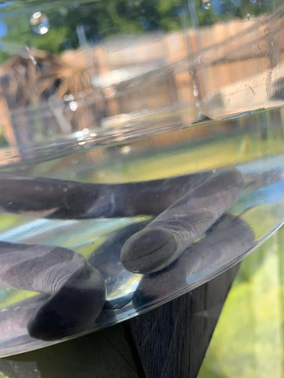 Aquatic Caecilians (Typhlonectes Natans) More Amphibian by Above Ground ...