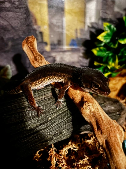 Boba Leopard Gecko by Solar Geckos
