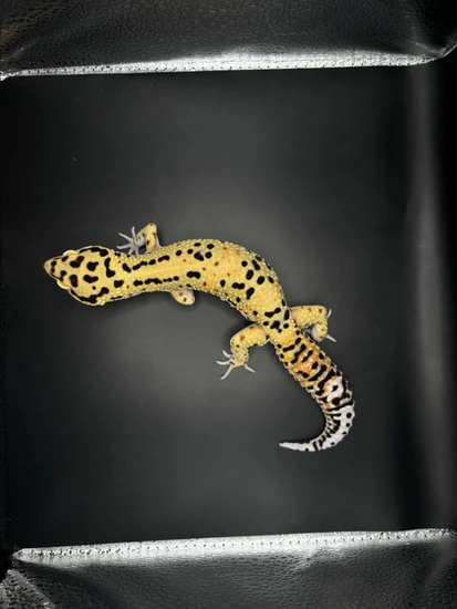 Rango Leopard Gecko by Solar Geckos
