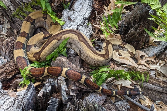 Jungle Monster Tail Boa Boa Constrictor by Sonja K. Reptiles LLC