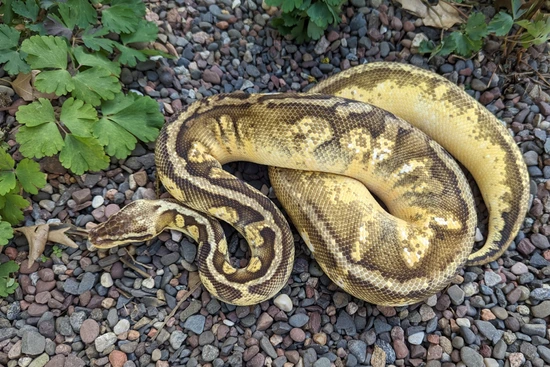 Super Pastel Calico Congo Ball Python by Sonja K. Reptiles LLC